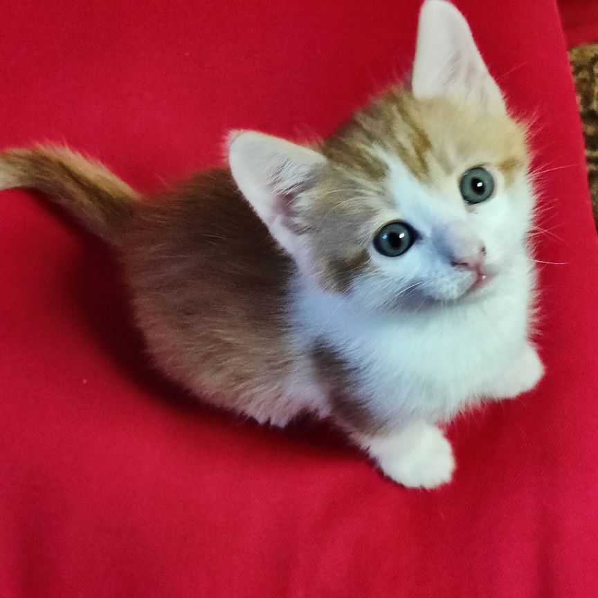 Котёнок мальчик