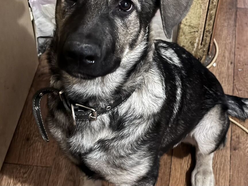 Щенки метисы в добрые руки