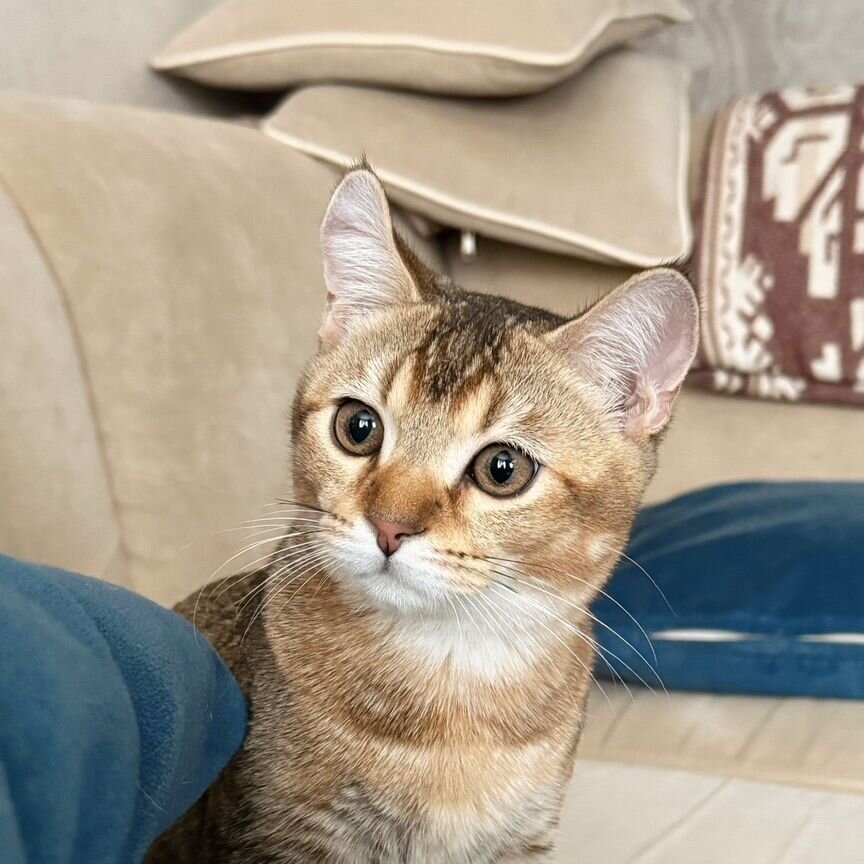 Продам кота