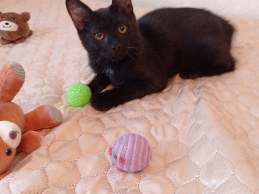 Котята в добрые руки