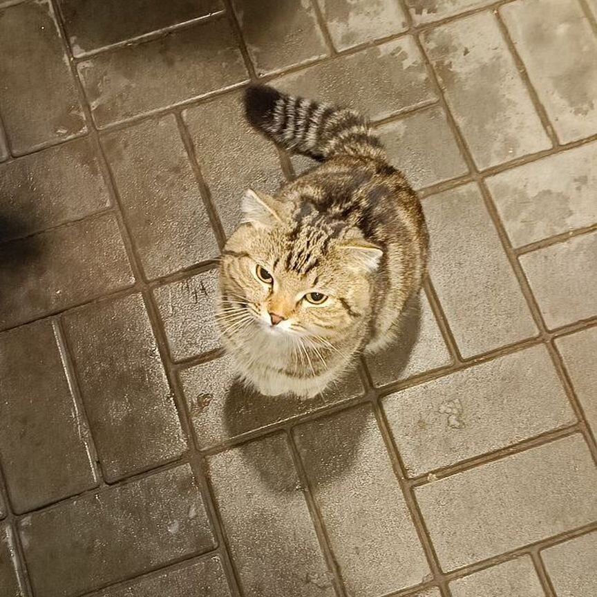 Котёнок