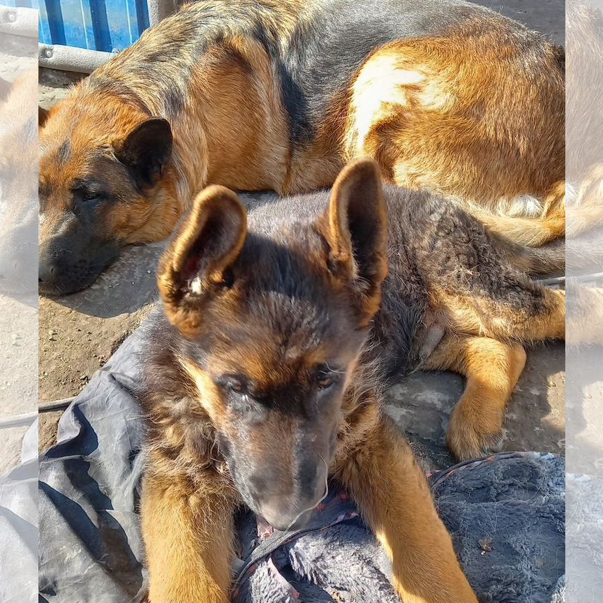 Немецкая овчарка, щенок