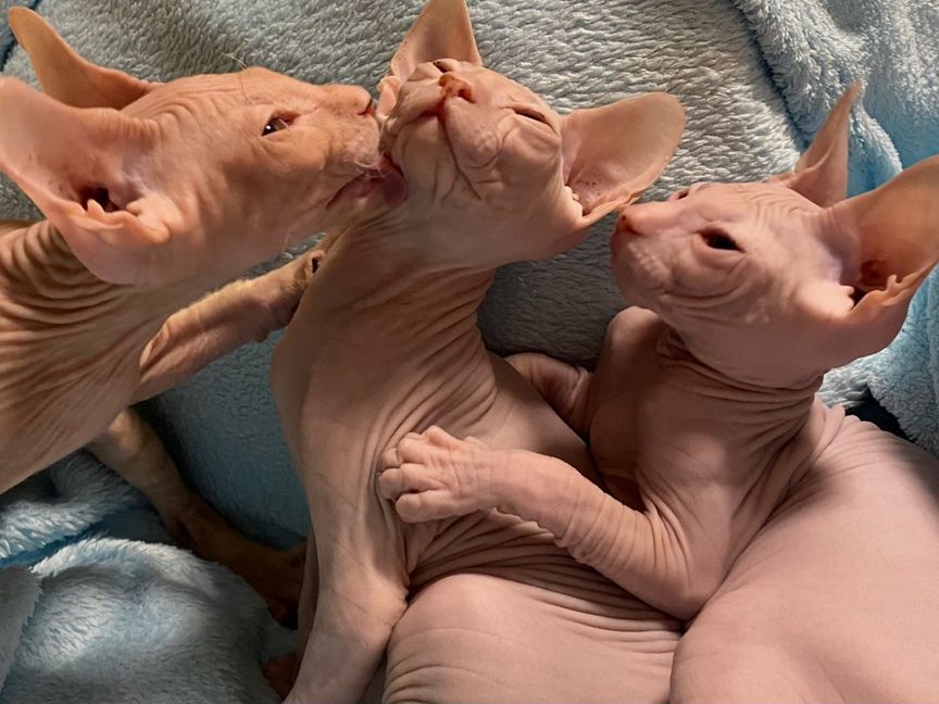 Донской сфинкс котята