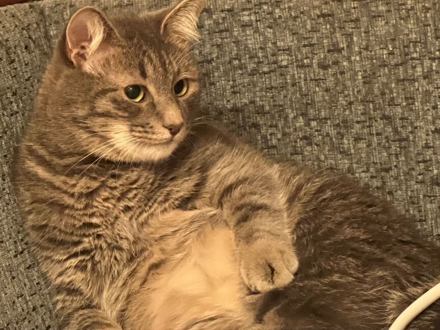 Кот