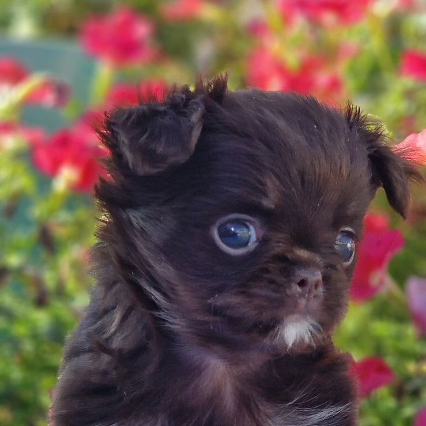 Чихуахуа девочка красотка