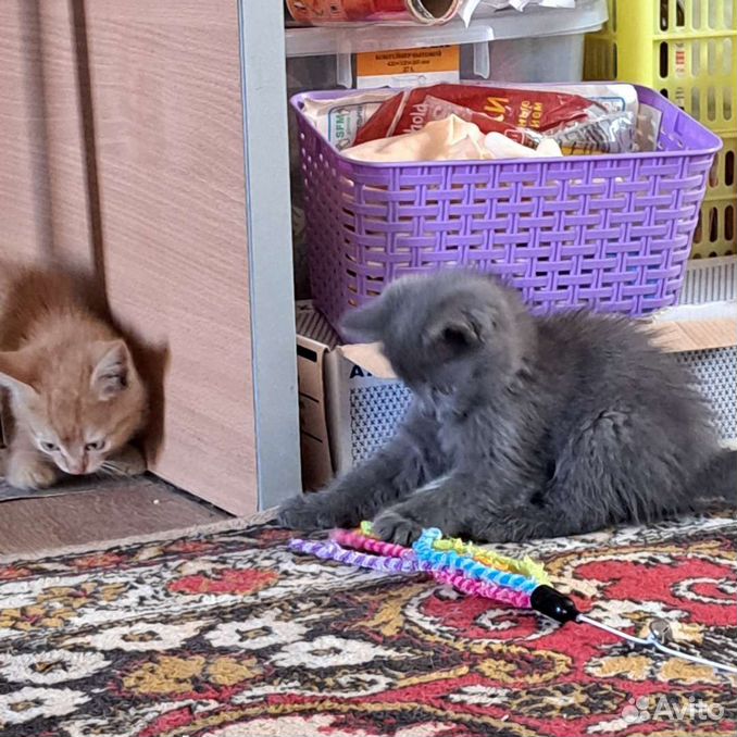 Котёнок рыжий и серый