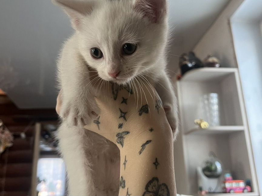 Белый британский котенок