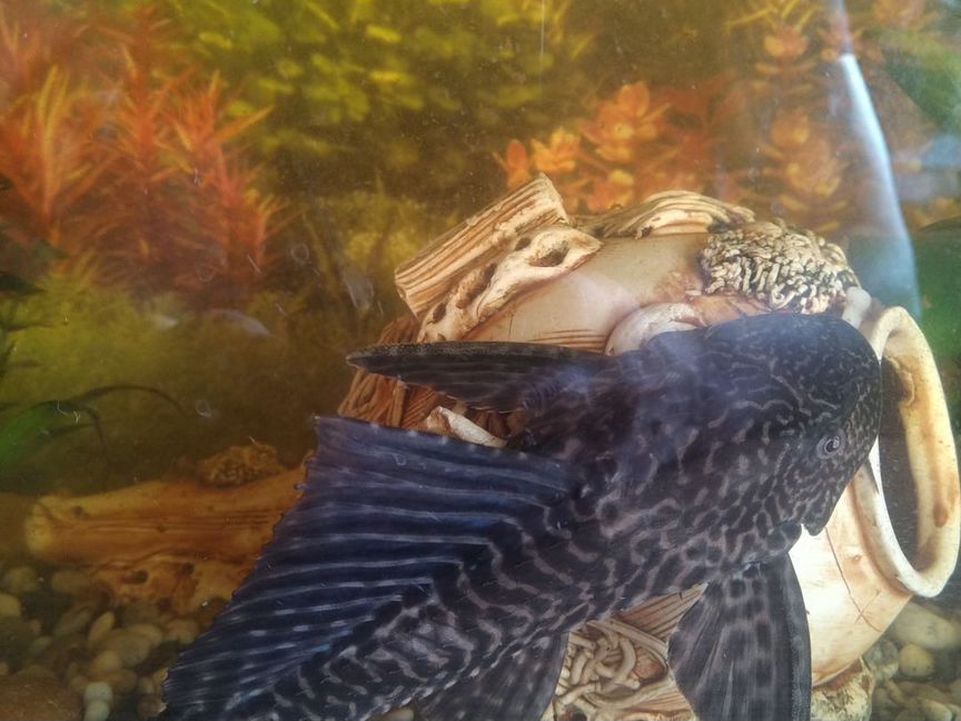 Аквариумные рыбки сомики