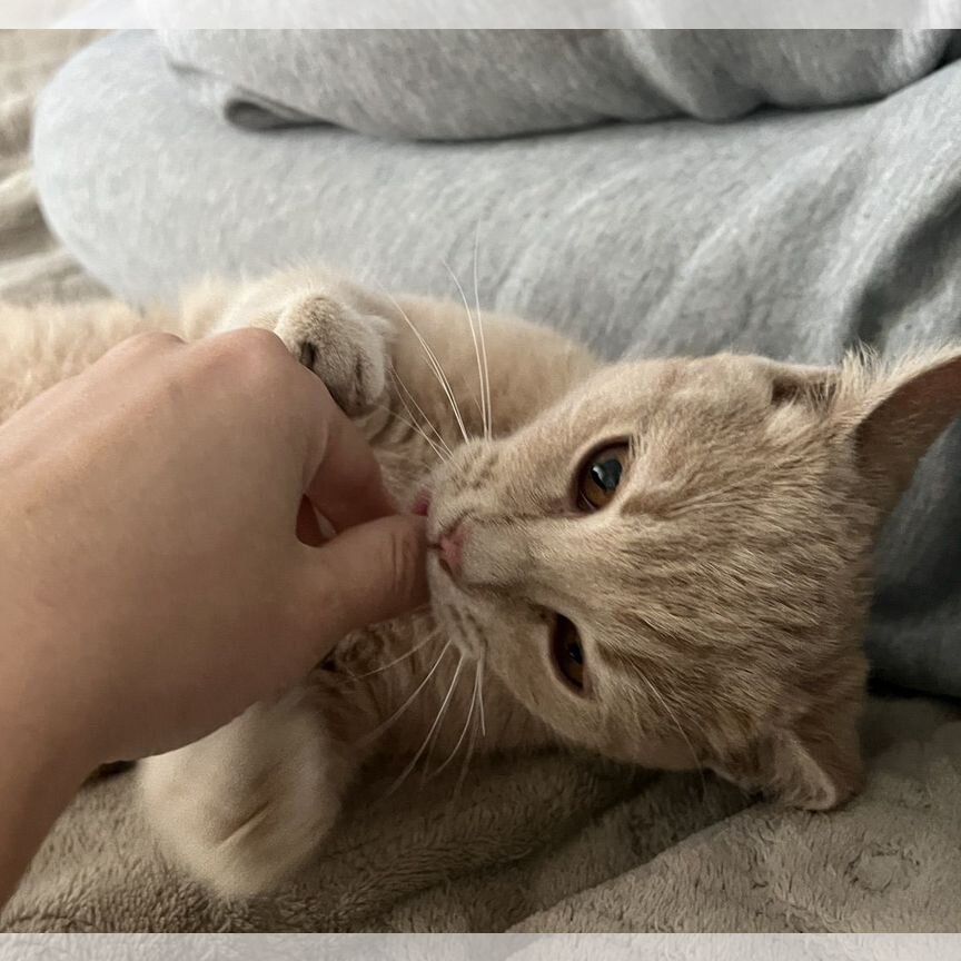 Котенок 6 месяцев, ласковый. В хорошие ручки