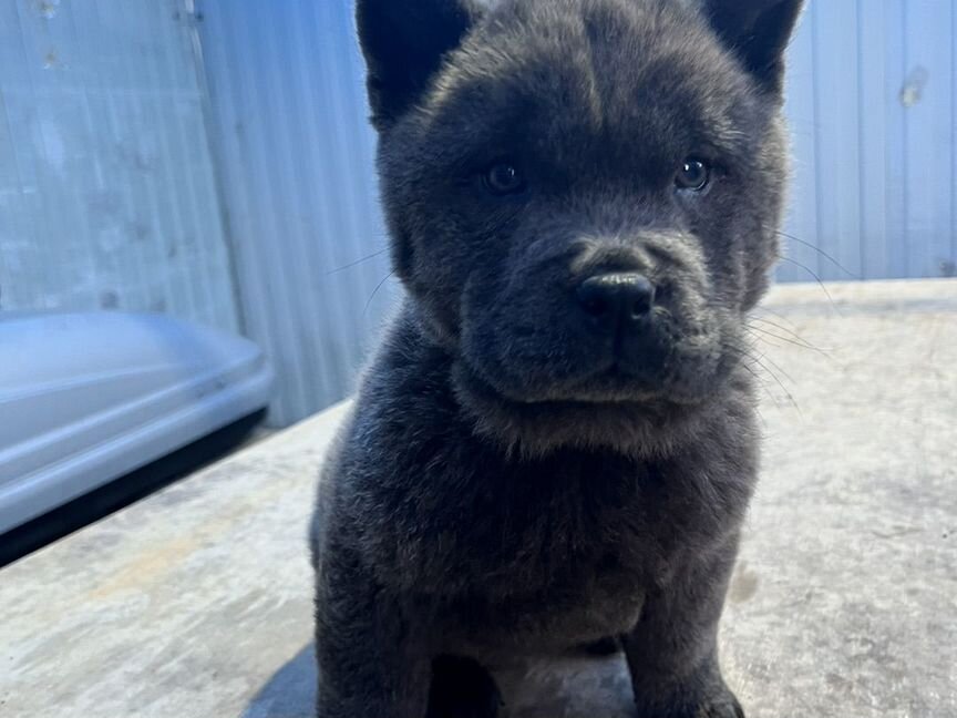 Щенки чау чау