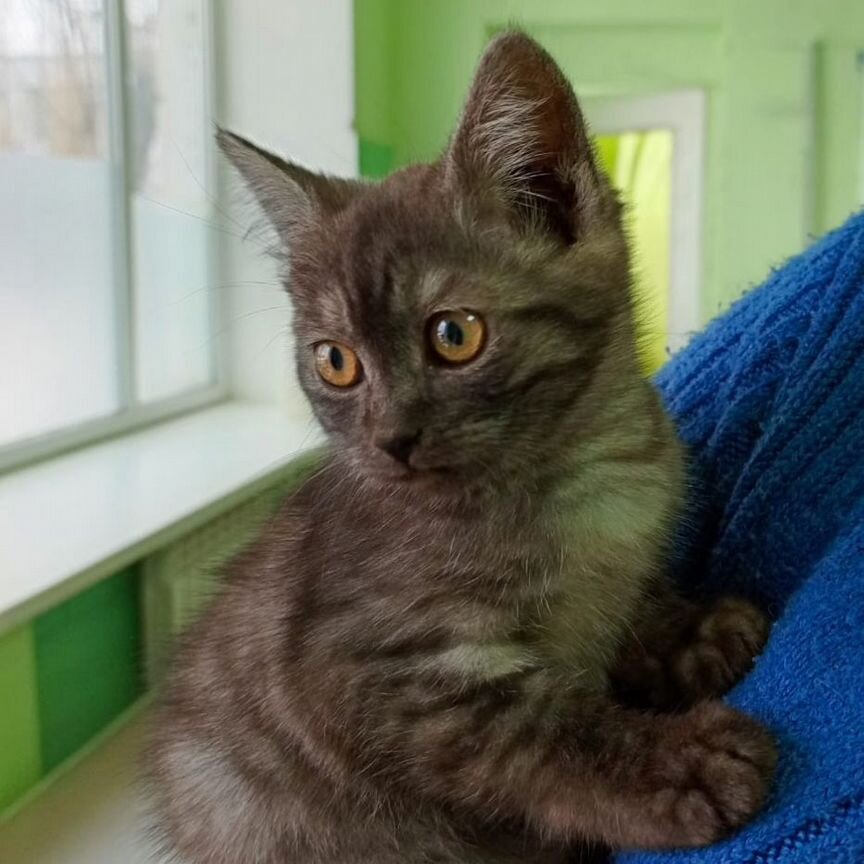 Котёнок в добрые руки