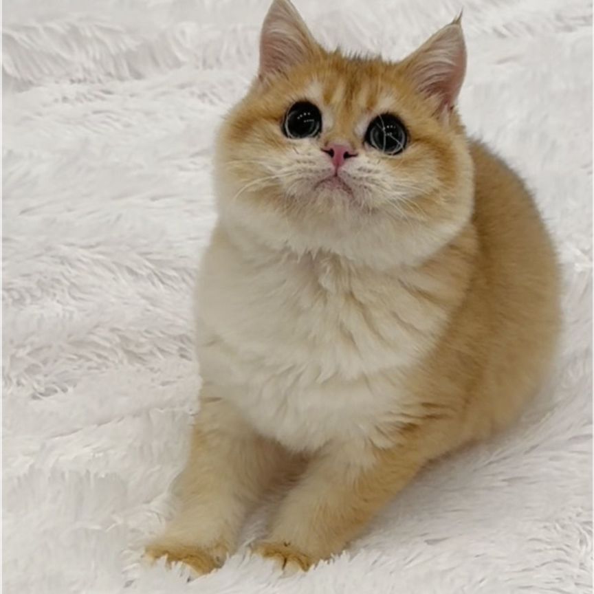 Шотландский котенок золотая шиншилла