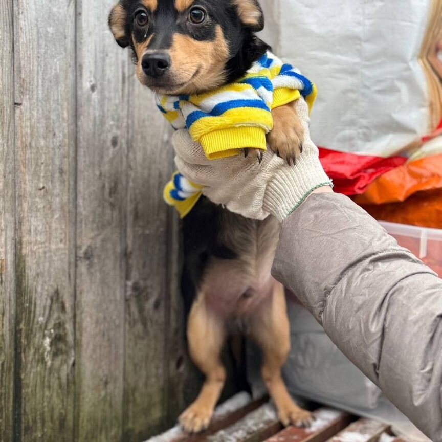 Щенок в добрые руки