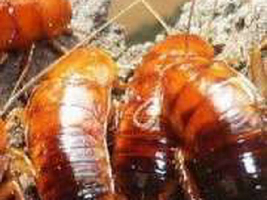 Туркменские тараканы мороженые для стрижа