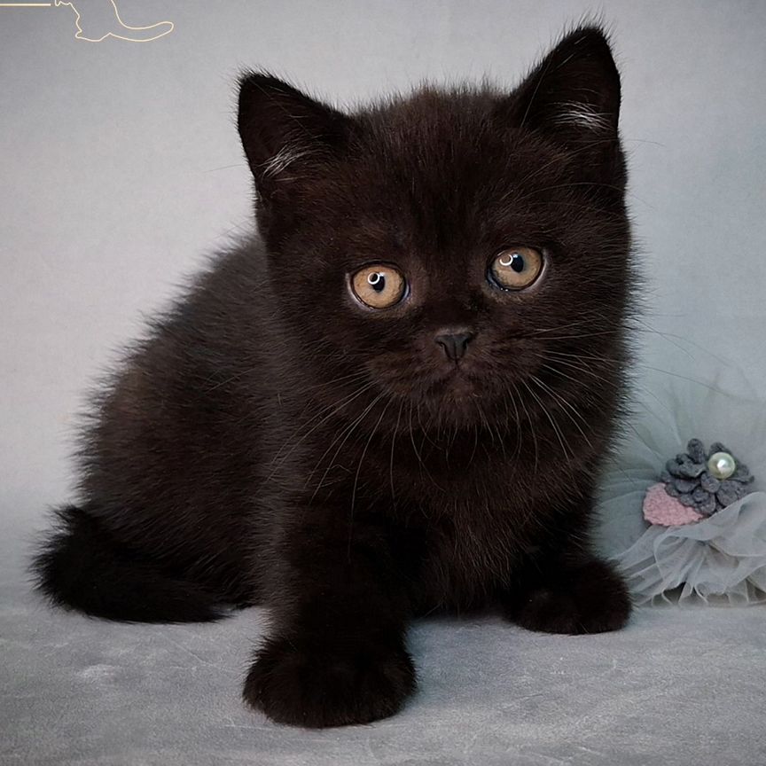 Британский короткошёрстный котёнок