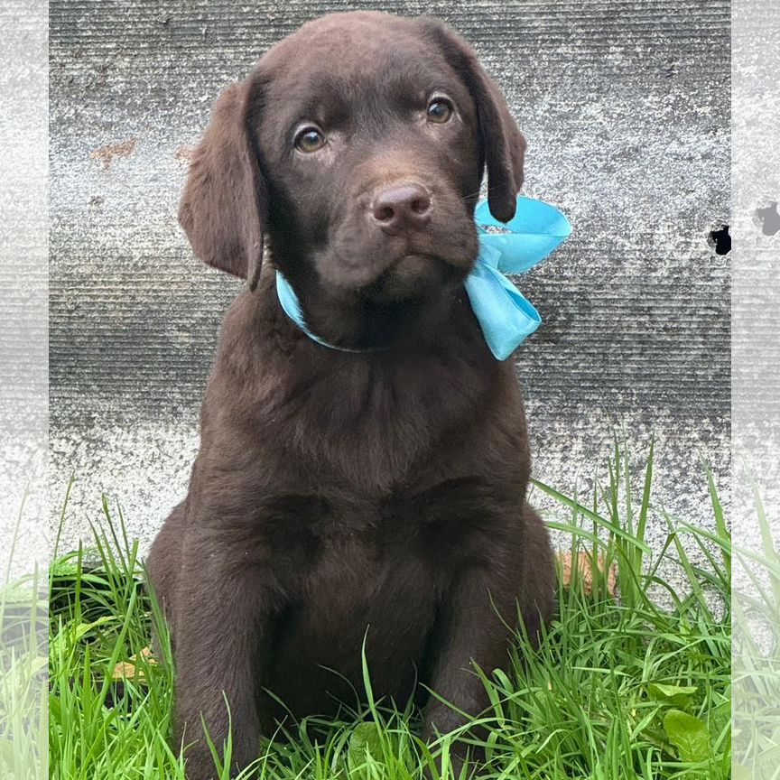 Лабрадор-ретривер, щенок