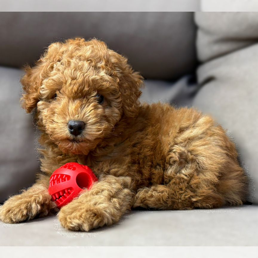 Карликовый пудель, щенок