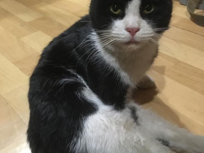 Найден кот