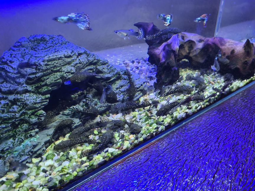 Аквариумные рыбки