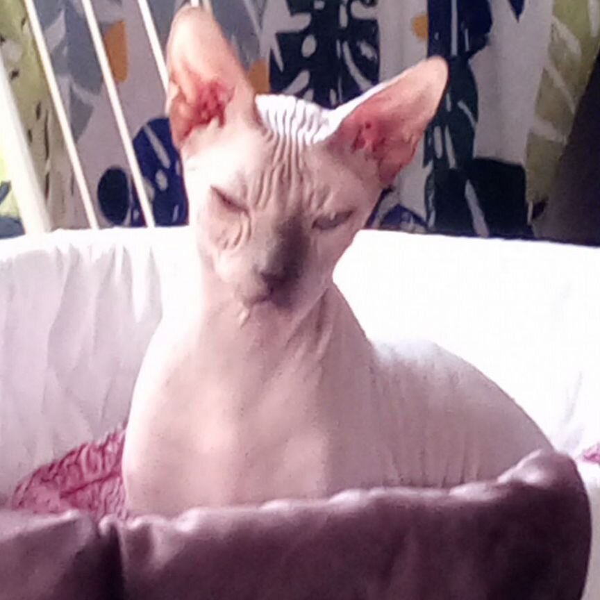 Канадский сфинкс котенок бесплатно