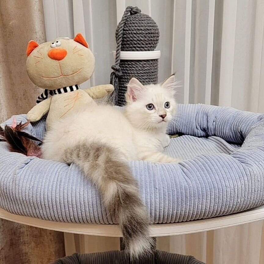 Сибирские котята из питомника
