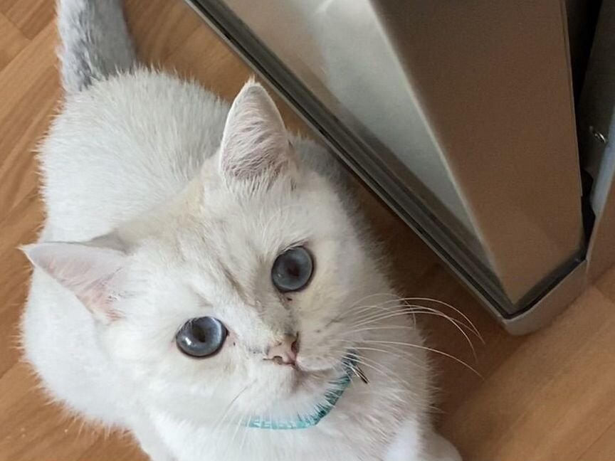 Шотланская кошка