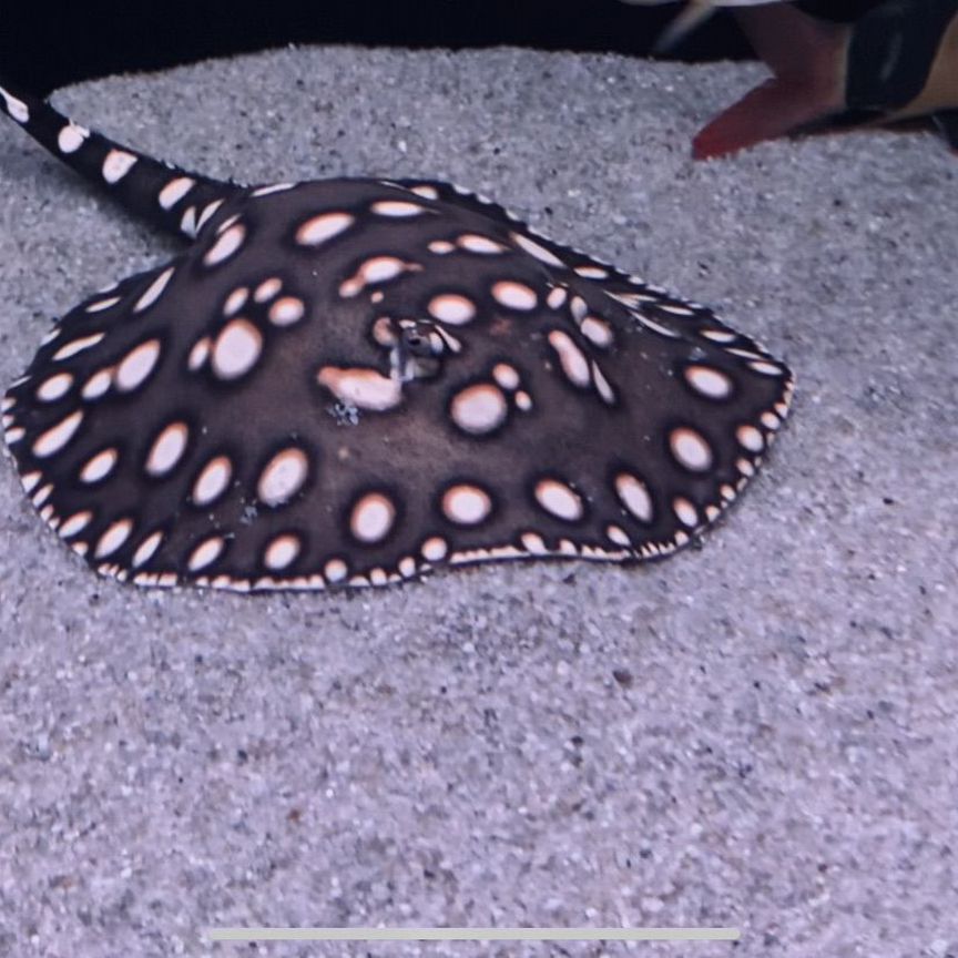 Скат Самка King Henley BD