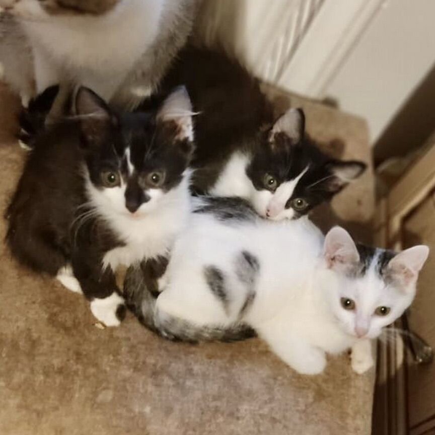 Отдам в добрые руки котят