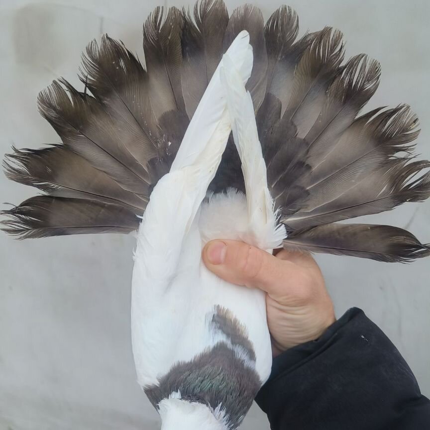 Голуби