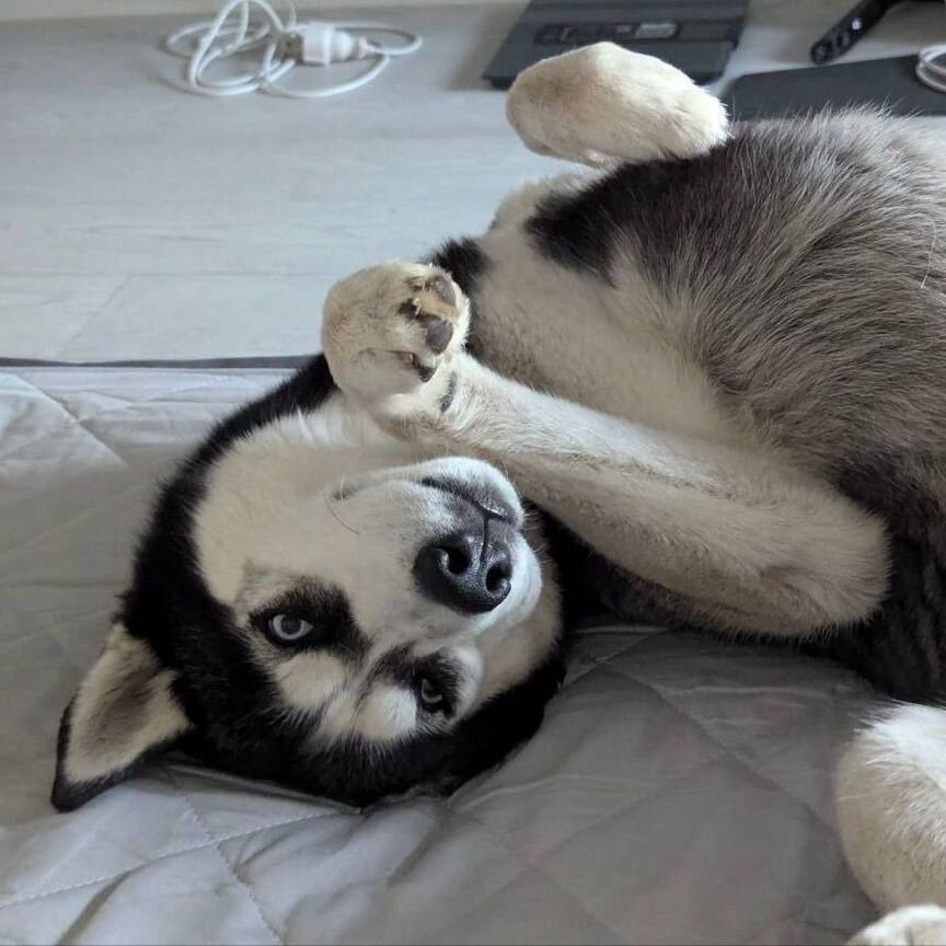 Хаски ищет дом