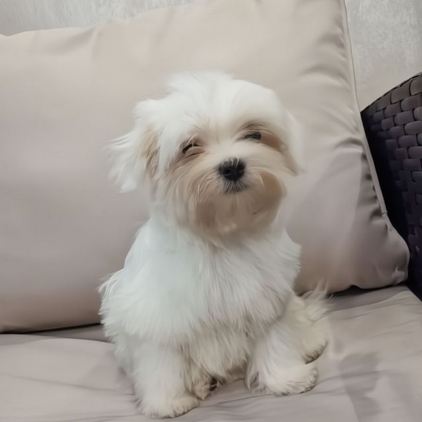 Мальтипу, щенок