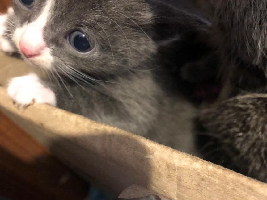 Котенок бесплатно