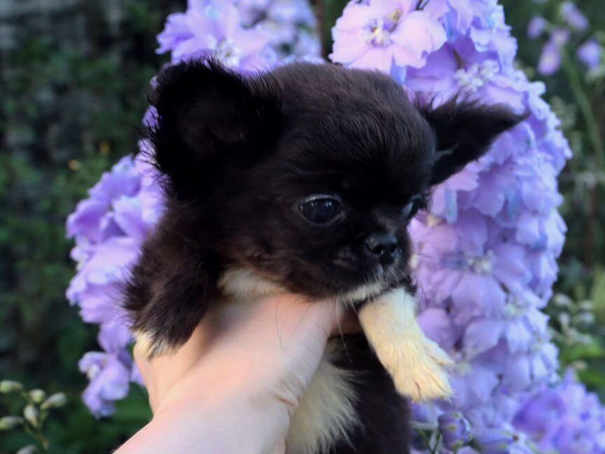 Мини мальчик