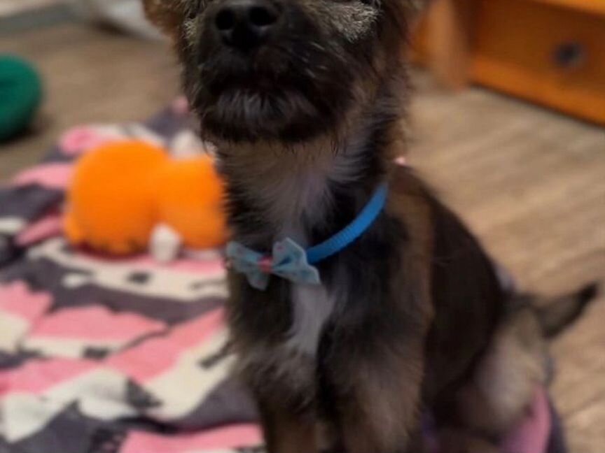 Щенок девочка