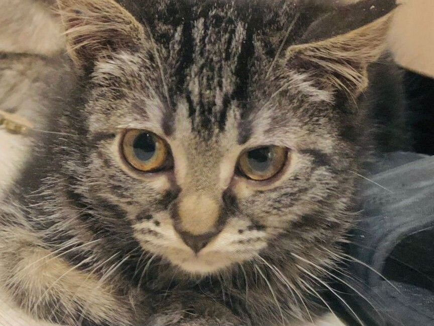 Котенок 2,5 мес. Смешная ворчунья. Ищет дом
