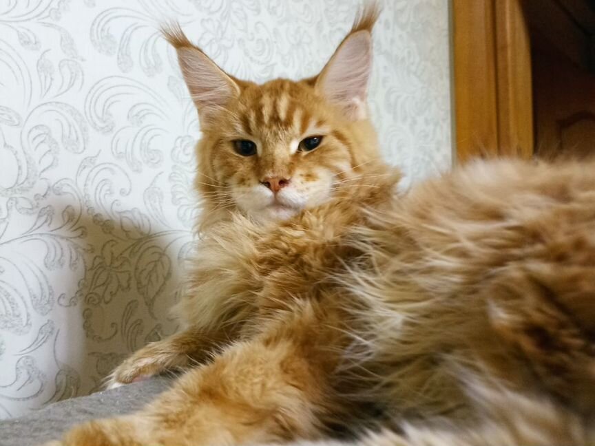 Котята мейн-кун