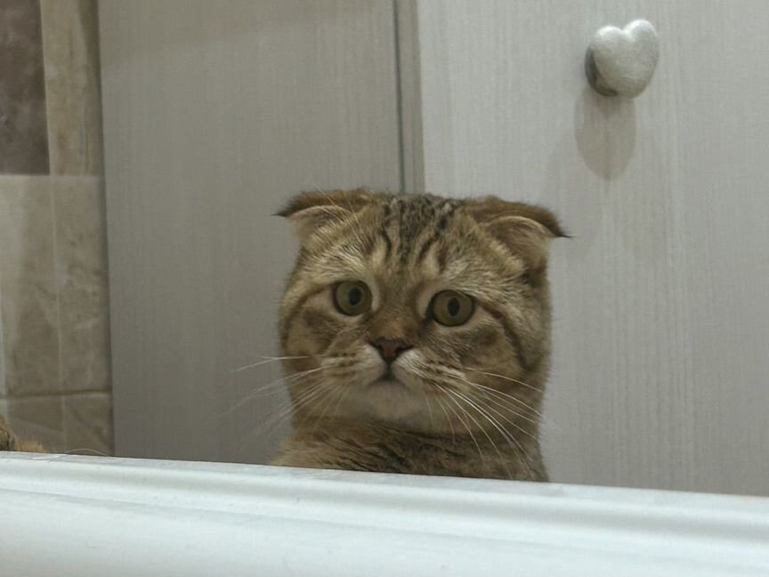 Шотландская вислоухая