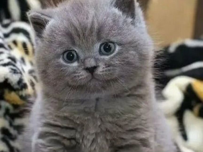 Британские котята бесплатно