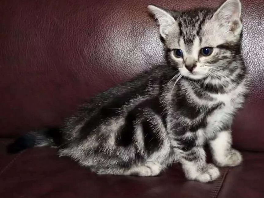 Котята и взрослые