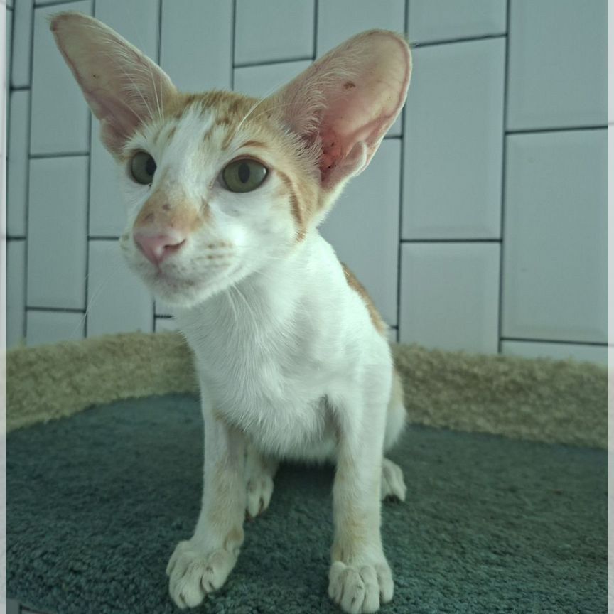 Ориентальный котёнок