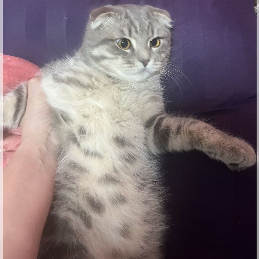 Шотландский вислоухий длинношёрстный котёнок