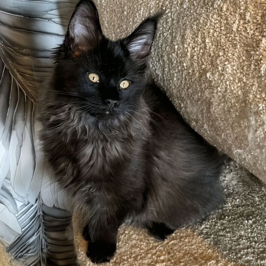 Мейн-кун котёнок