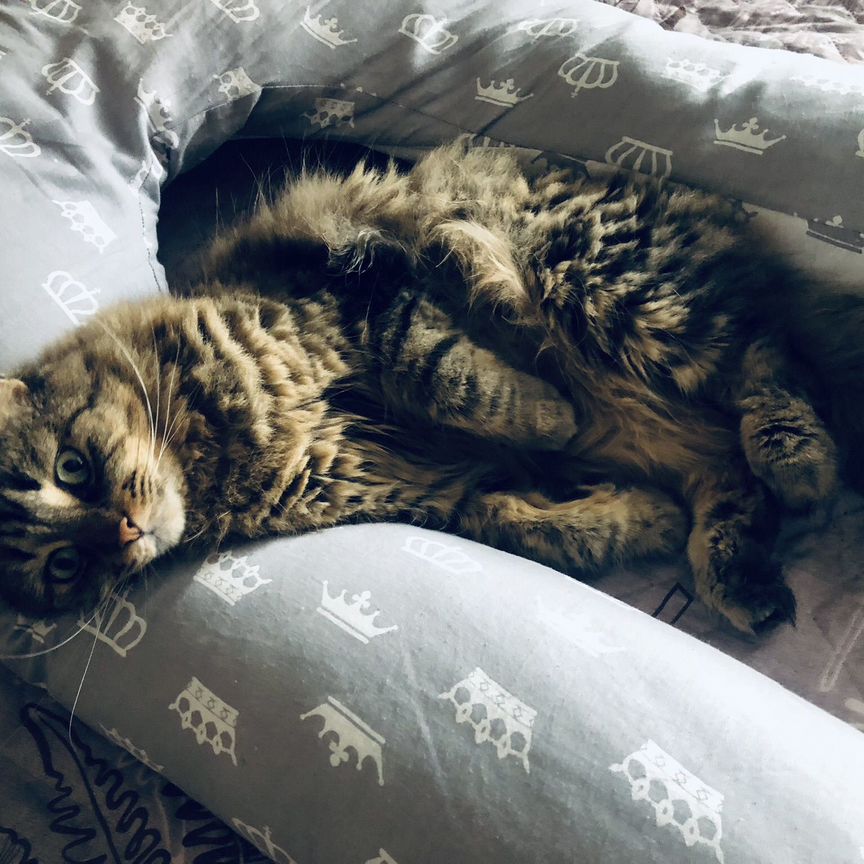 Котофей отдам бесплатно