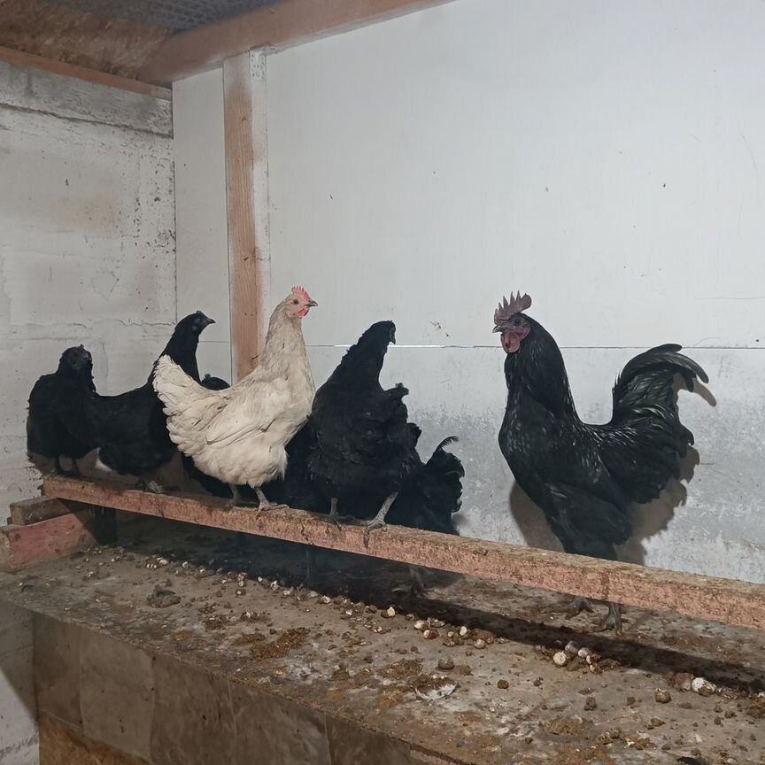 Продам кур Ухейилюй