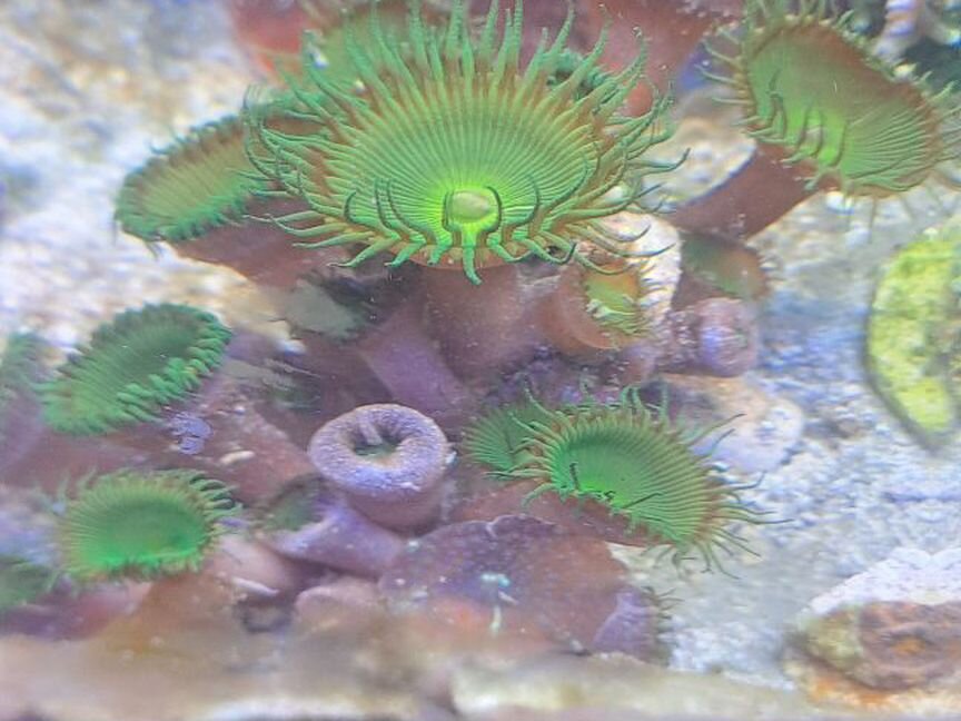 Палитоя зеленая