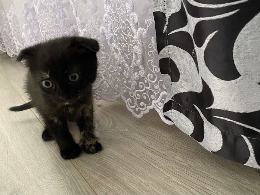 Шотландская вислоухая кошка