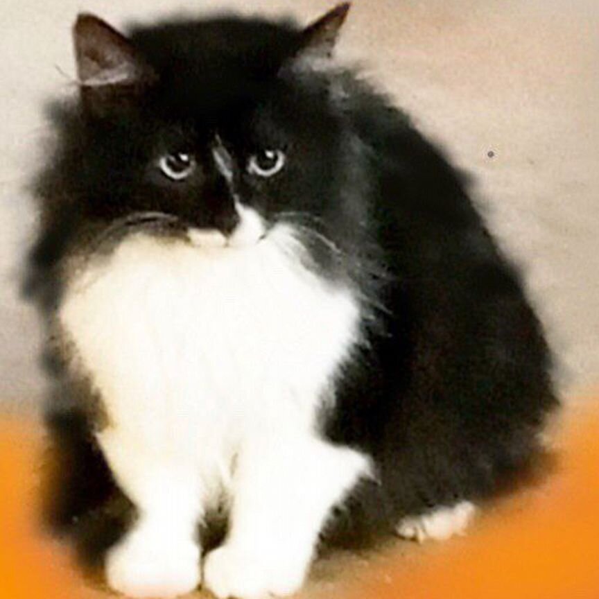 Сибирский котёнок