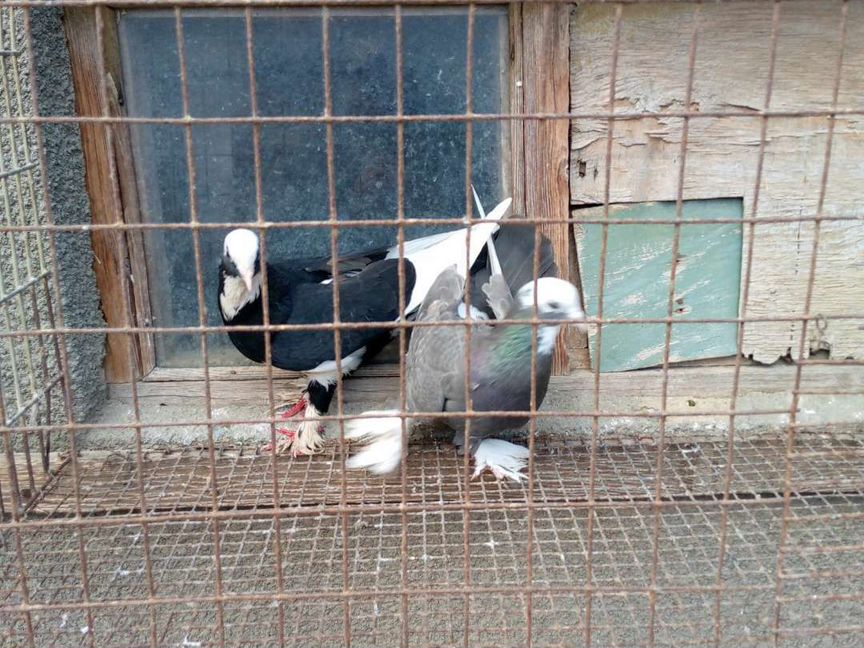 Голуби игровые