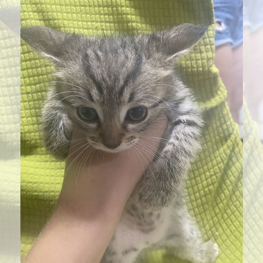 Прекрасный котенок