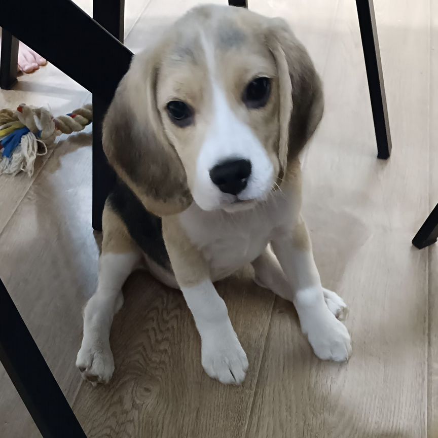 Бигль, щенок